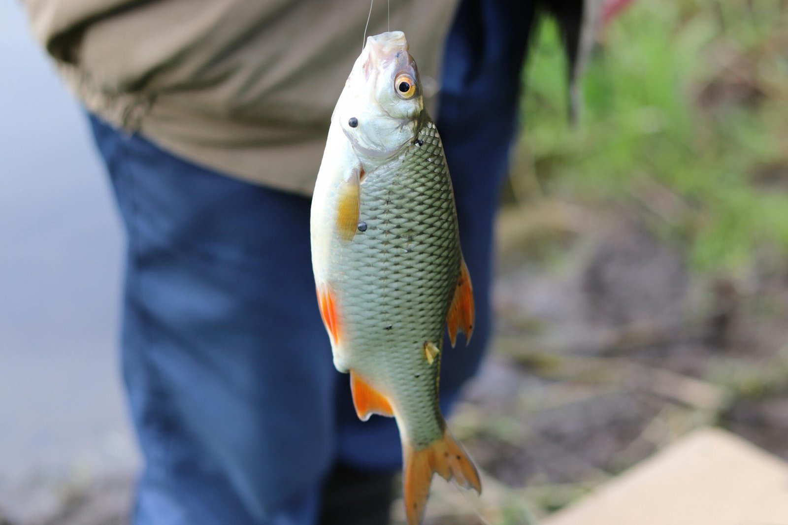 Silver Pomfret Fish – Brackish Water Aquaculture